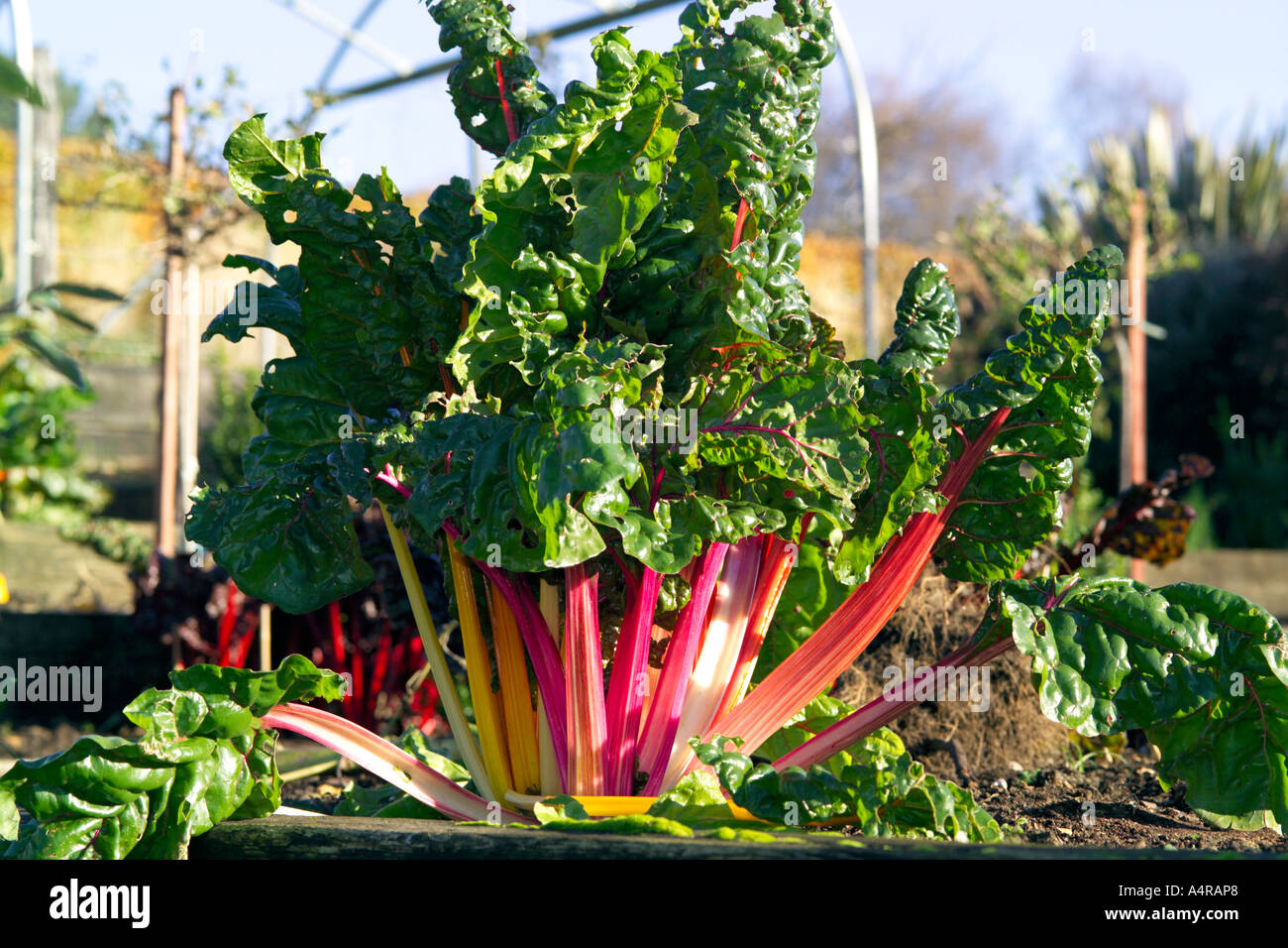 Perennial Rhubarb plant with stalks of ripening rhubarb in an English ...