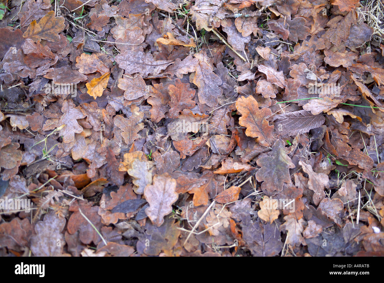 Oak leaves covered in frost on a cold winter December day in a Cornish ...
