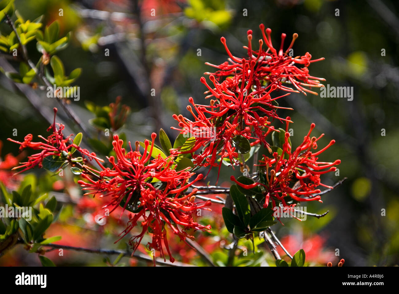 Colorful Patagonian Fire Bush - embothrium coccineumin -Torres del ...