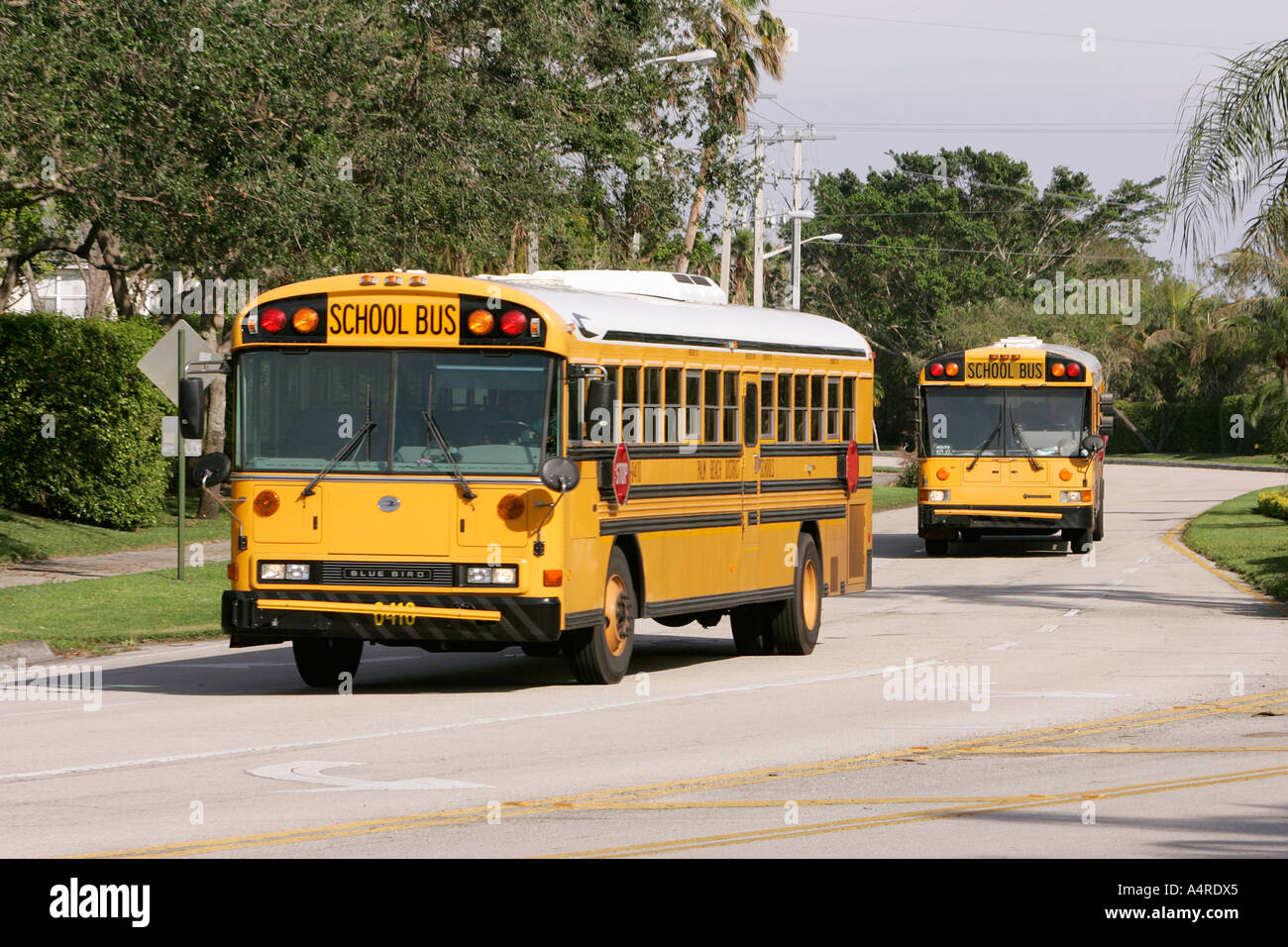 School bus stop driving down a road that is surrounded by greenery Palm ...
