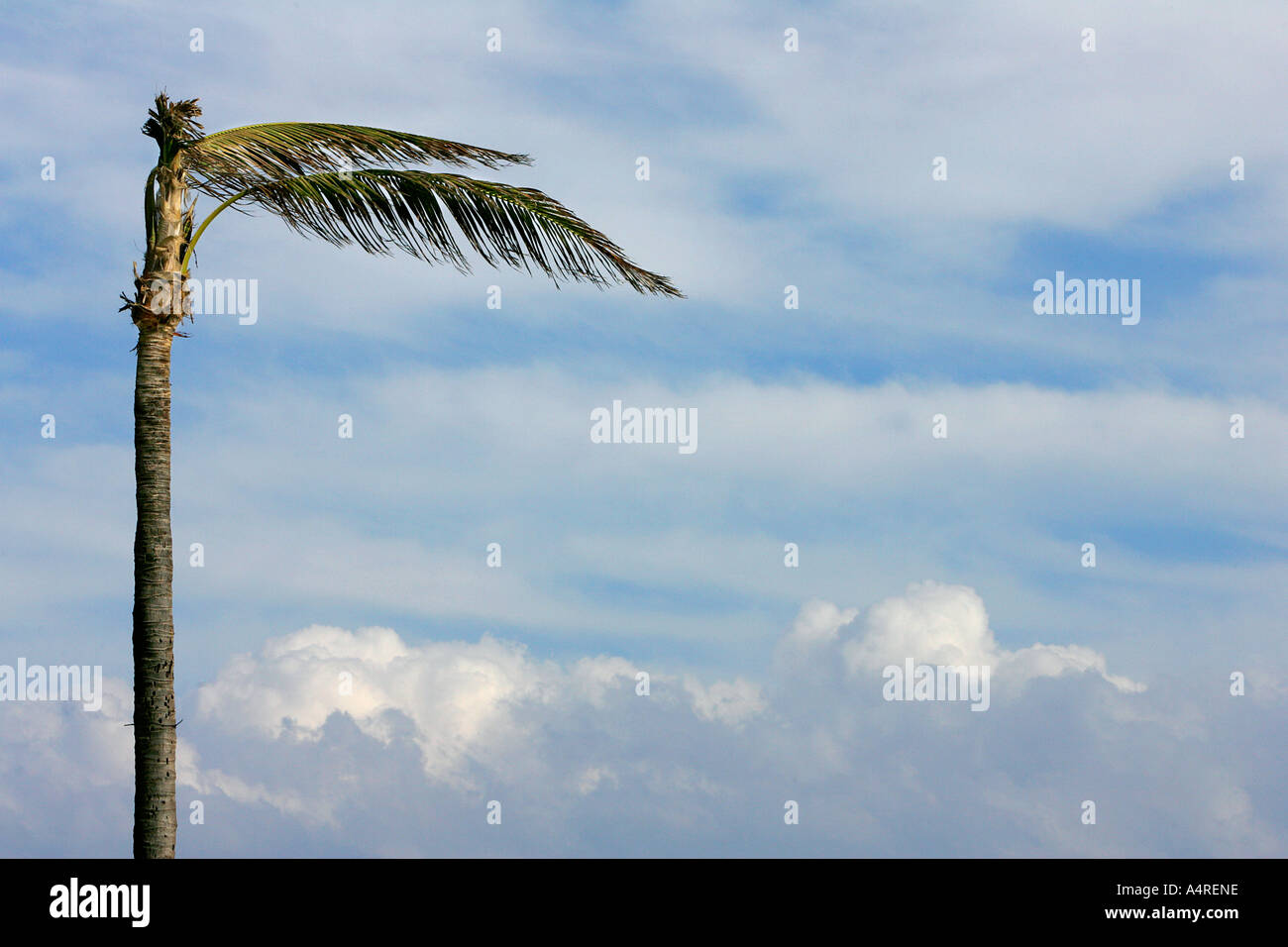 background damaged palm tree post hurricane blue sky space clouds ...