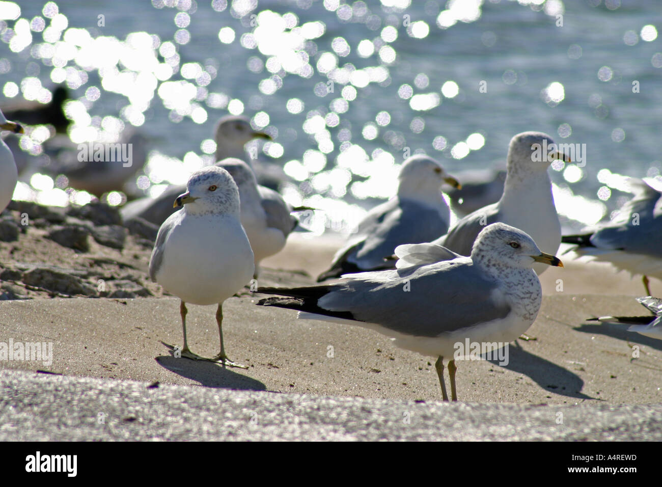 Group sea gulls walking beach hi-res stock photography and images - Alamy