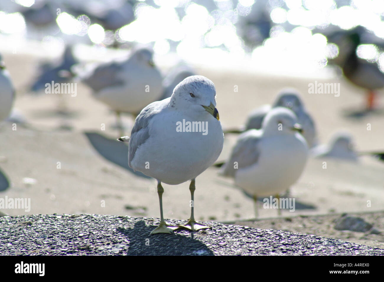 Flock of seagulls band hi-res stock photography and images - Alamy