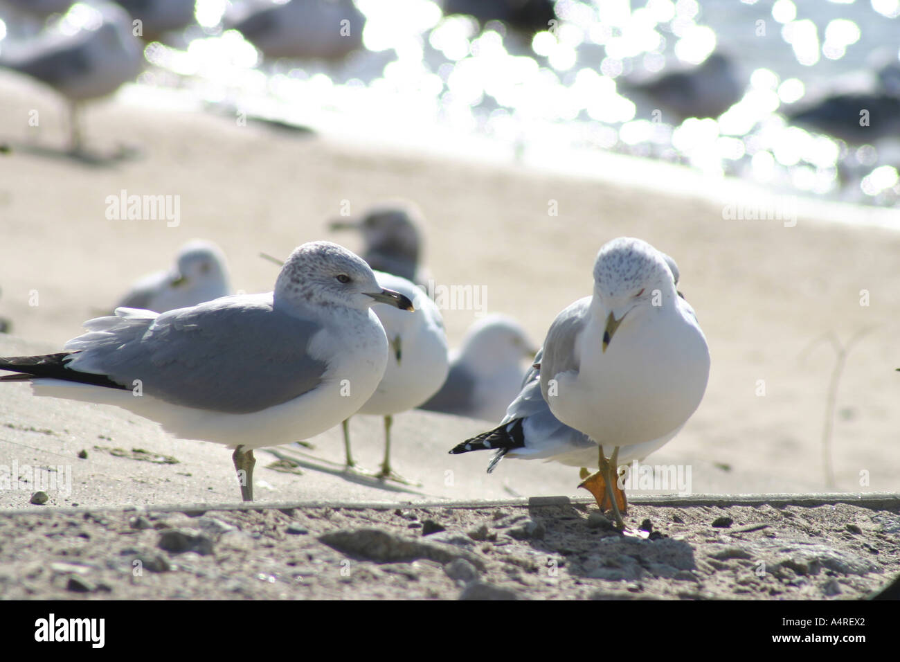 Animal couple on the beach mating hi-res stock photography and images ...