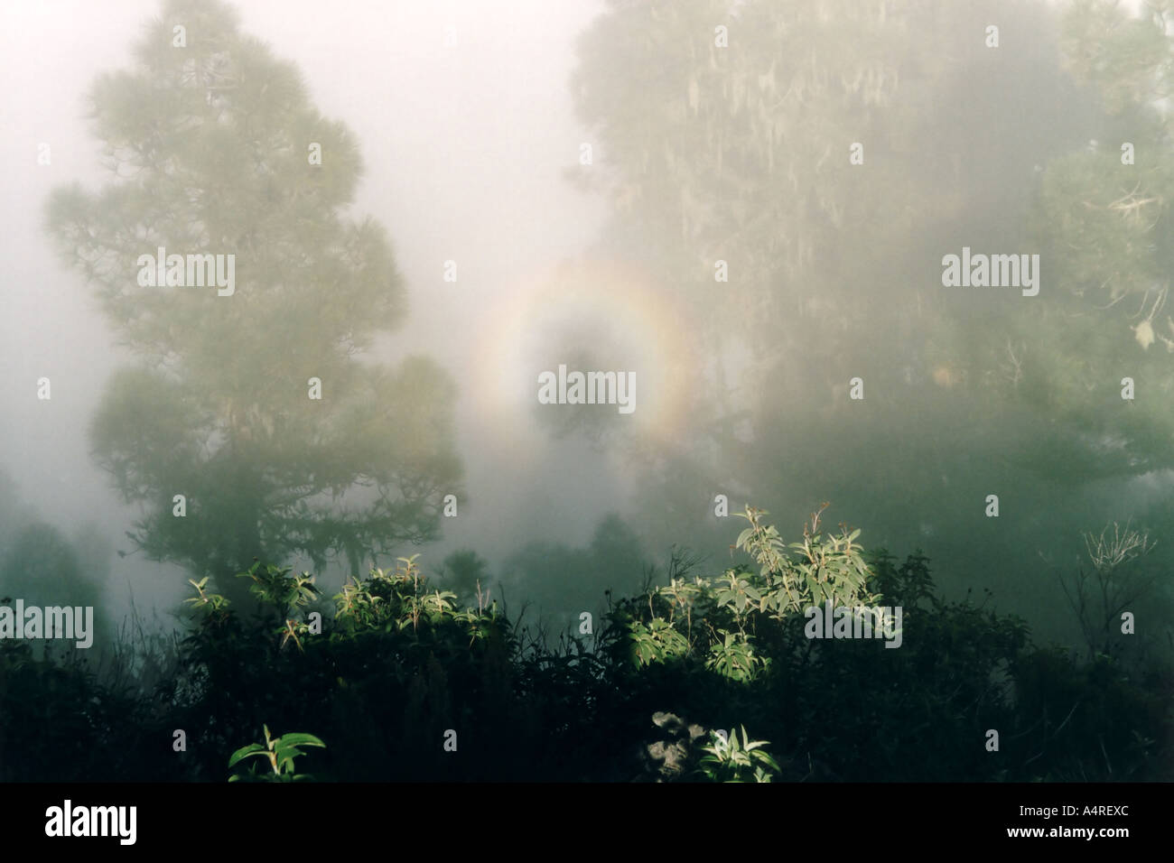 Angel of revelation hi-res stock photography and images - Alamy