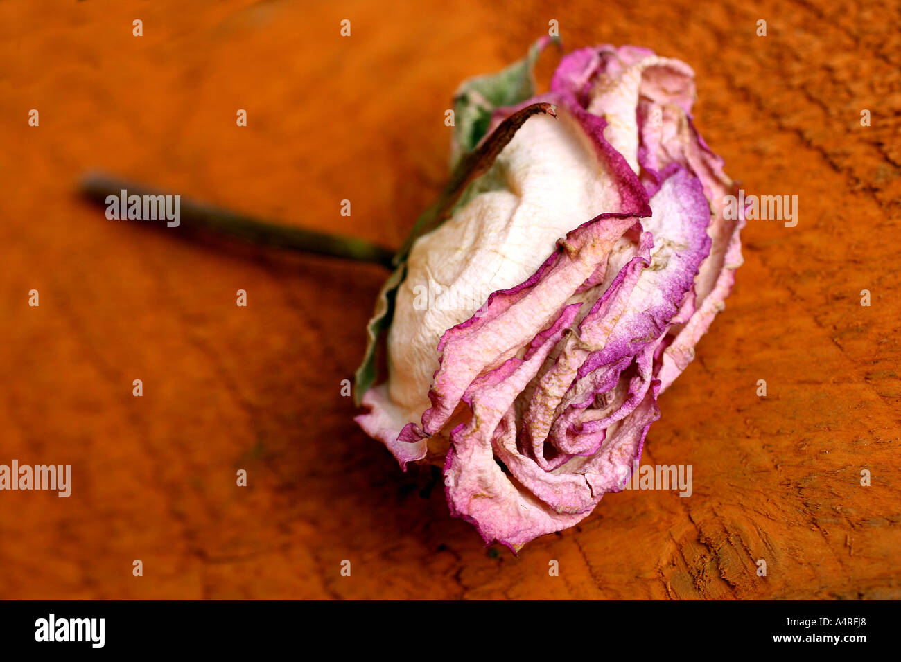 Single dying leaf hi-res stock photography and images - Alamy