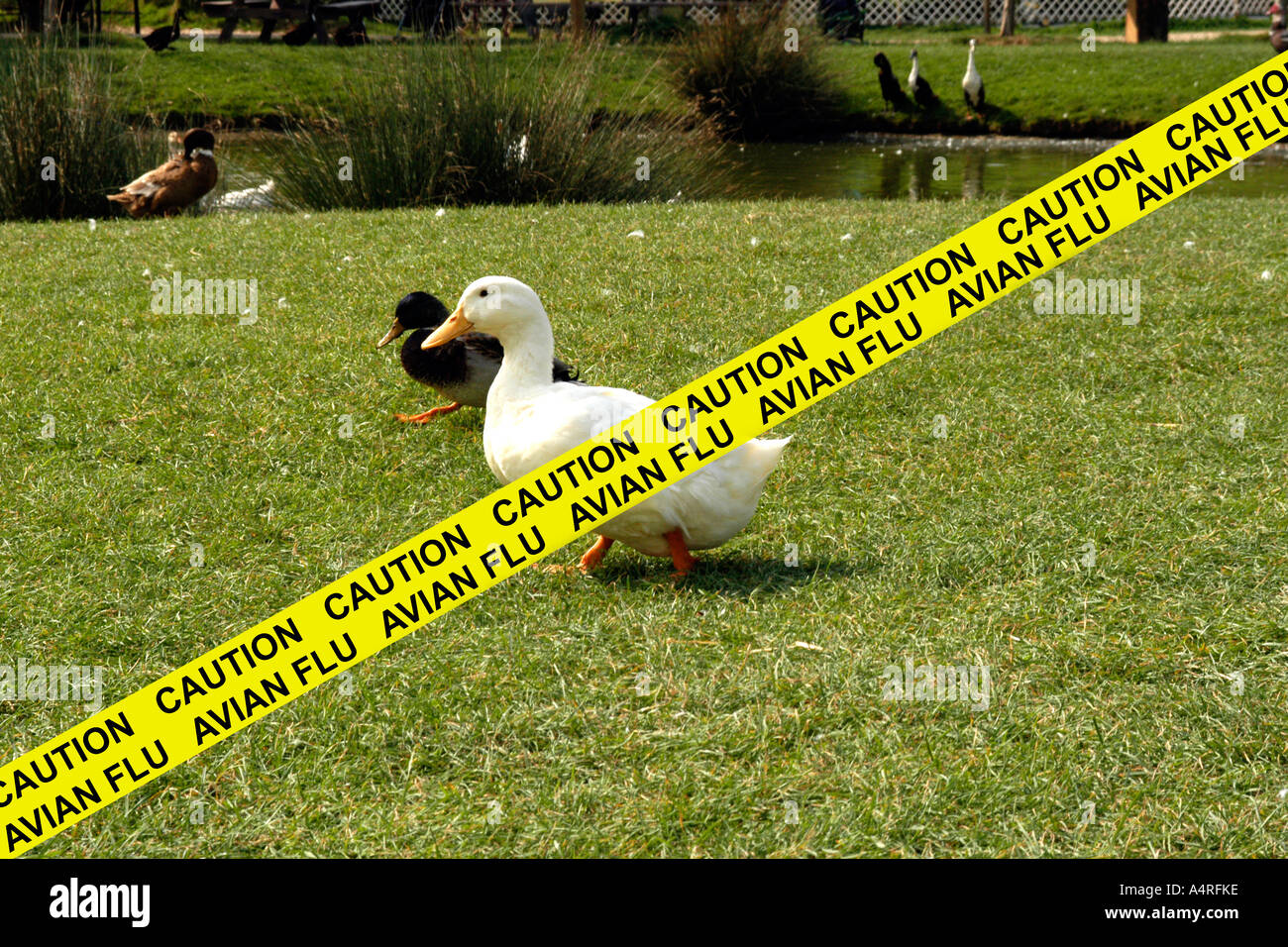 Animal epidemics hi-res stock photography and images - Alamy