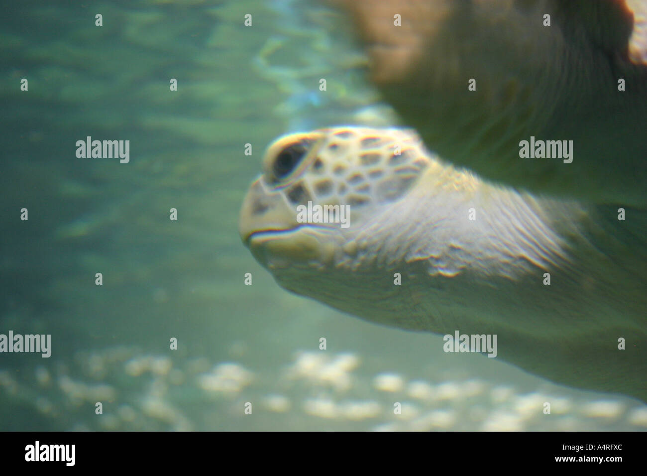 Peaceful Sea Turtle Swimming Gracefully Underwater in a Clear Ocean ...