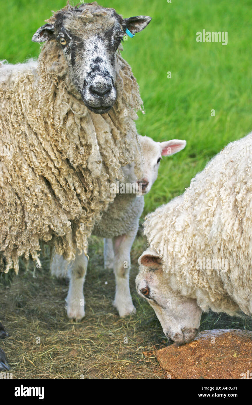 Saltcake hi-res stock photography and images - Alamy