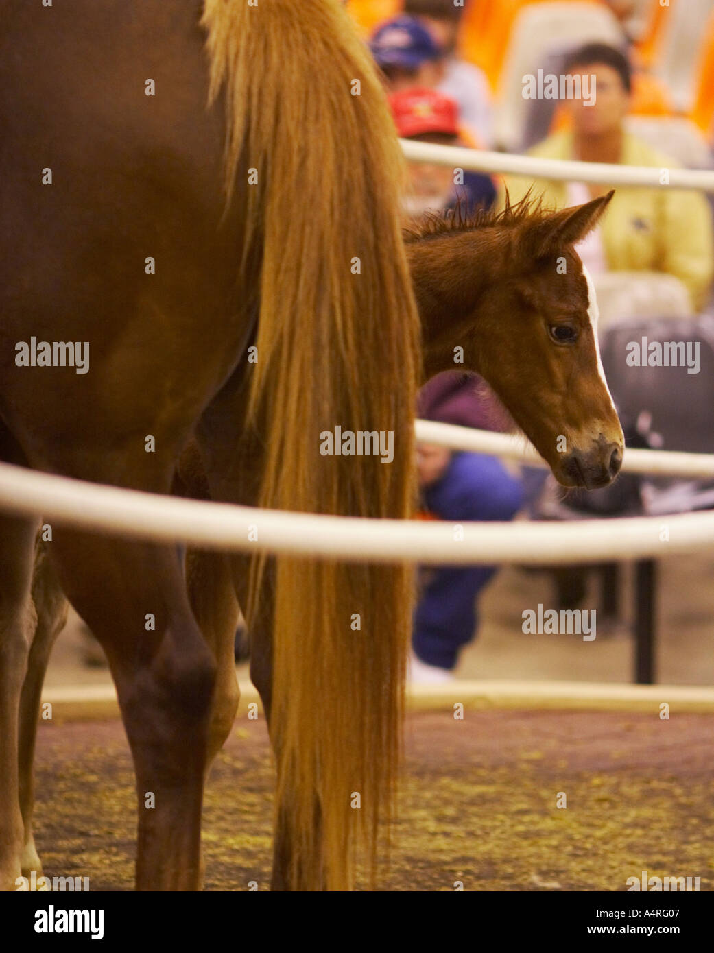 Adult and young horses at a horse auction Stock Photo - Alamy