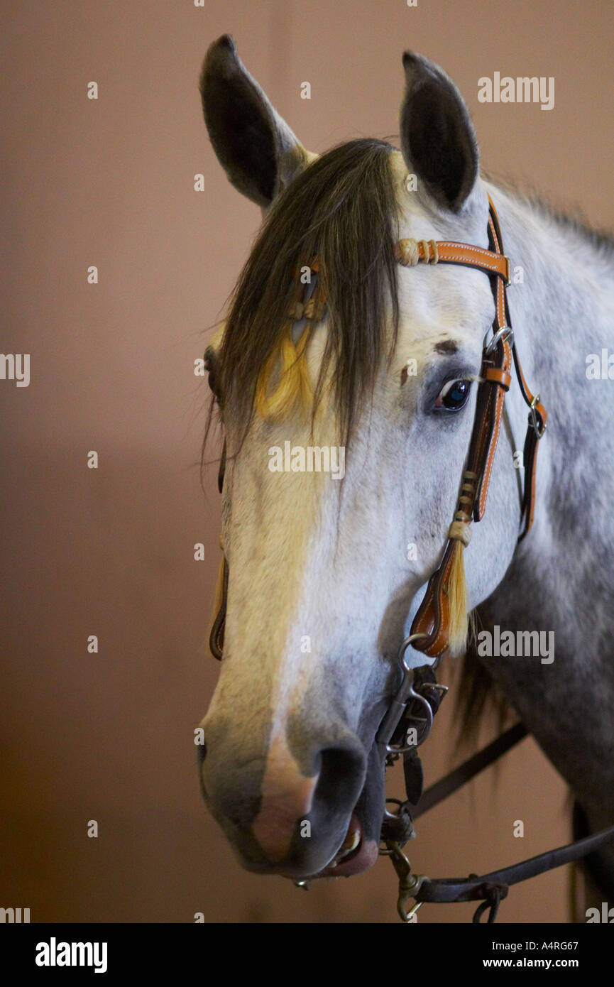 A close up view of a horse s head Stock Photo - Alamy