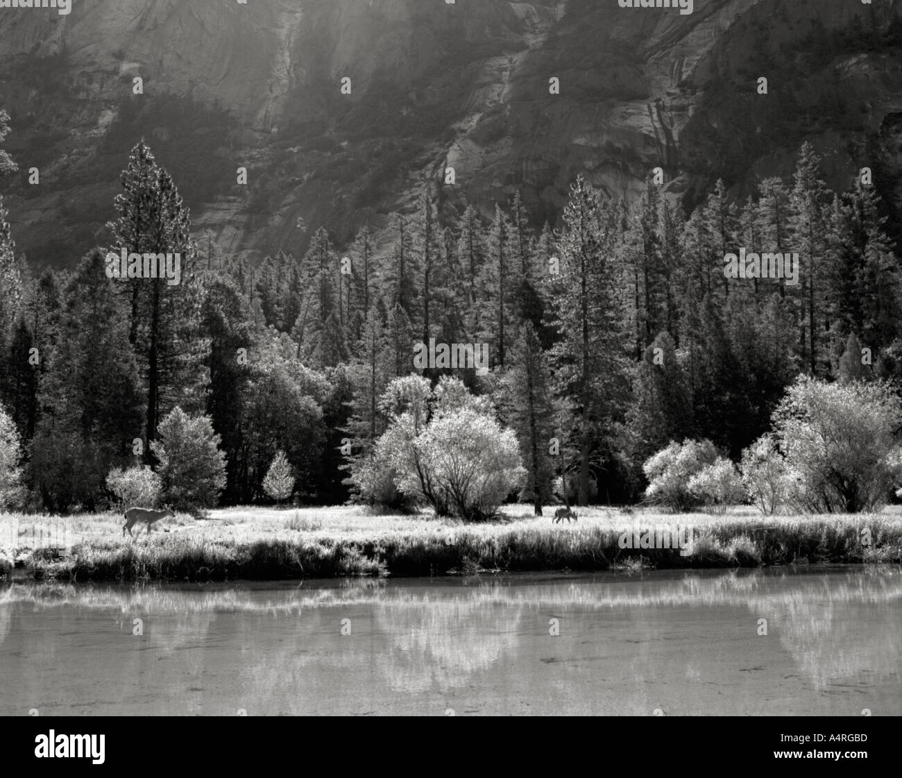 Mirror Lake Meadow Yosemite Stock Photo - Alamy