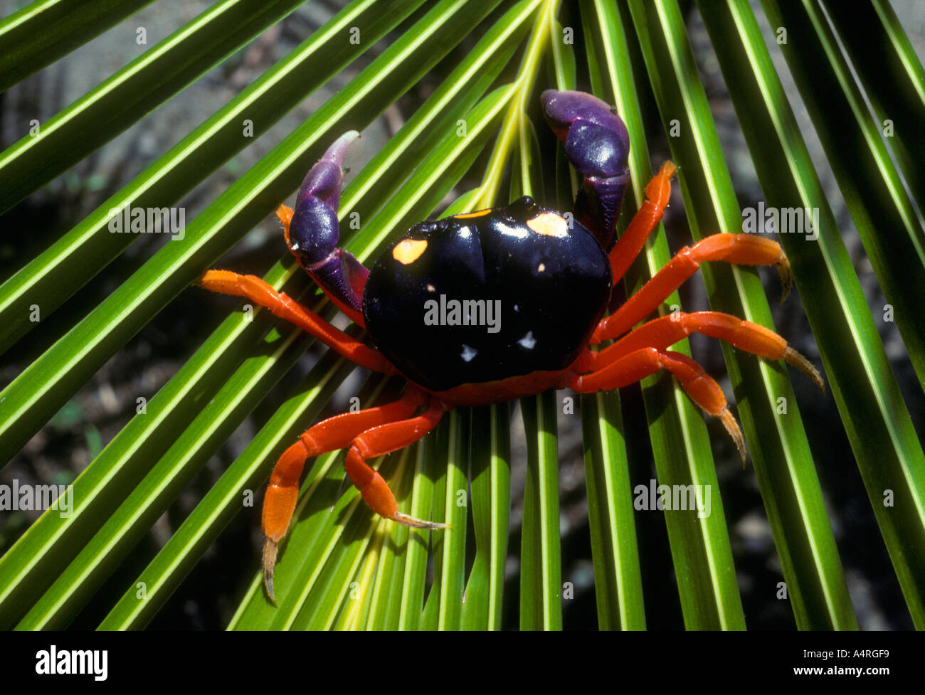 Gecarcinus quadratus, red land crab in Manuel Antonio National Park in ...