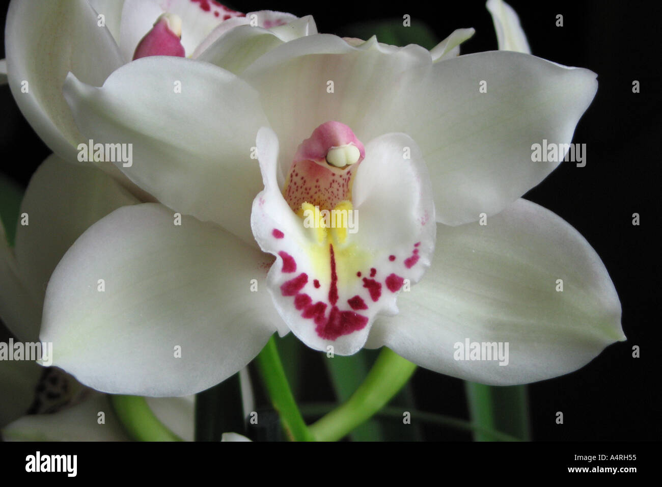 Close up of open lilly head hi-res stock photography and images - Alamy