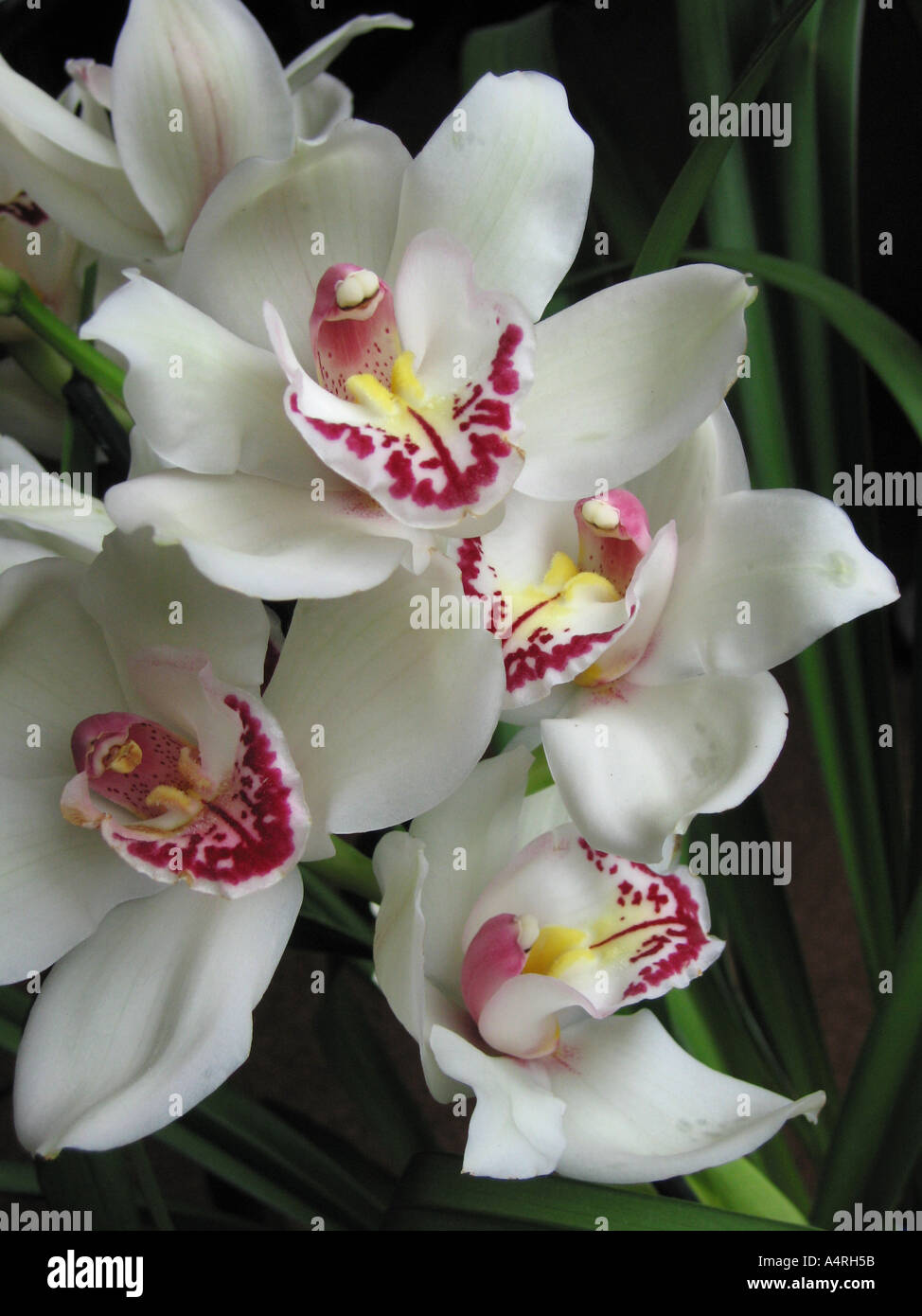 white lilly flower heads Stock Photo - Alamy