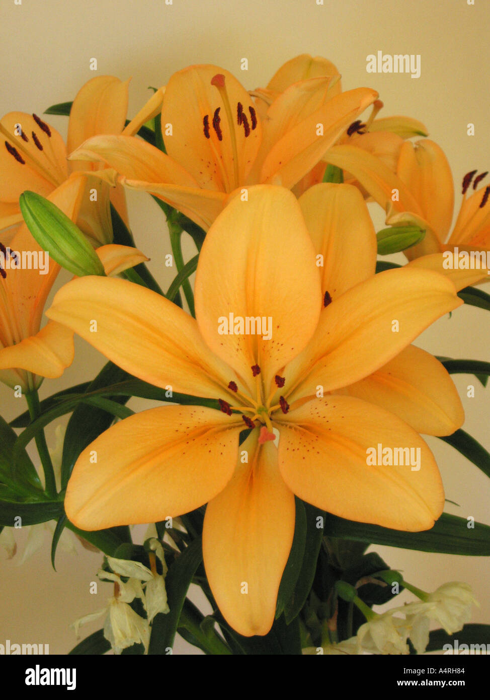 Close up of open lilly head hi-res stock photography and images - Alamy