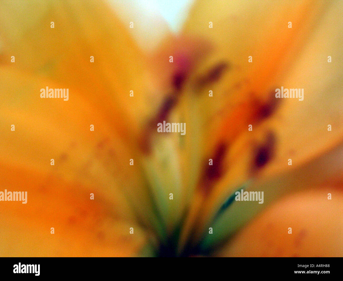 Close up of open lilly head hi-res stock photography and images - Alamy