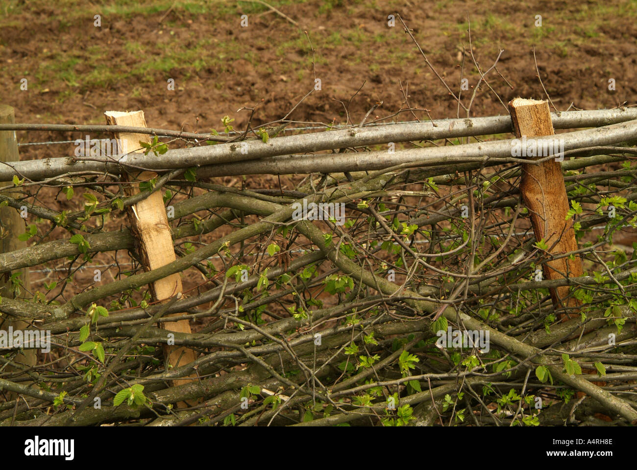 top of traditionally laid hedge Nr Hereford Herefordshire England UK ...