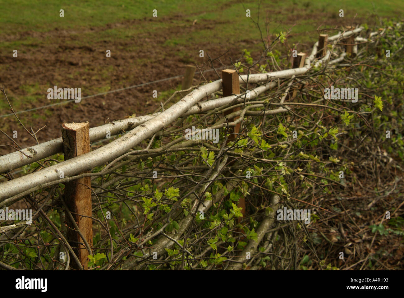 top of traditionally laid hedge Nr Hereford Herefordshire England UK ...
