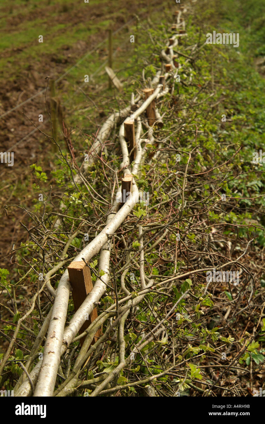 top of traditionally laid hedge Nr Hereford Herefordshire England UK ...