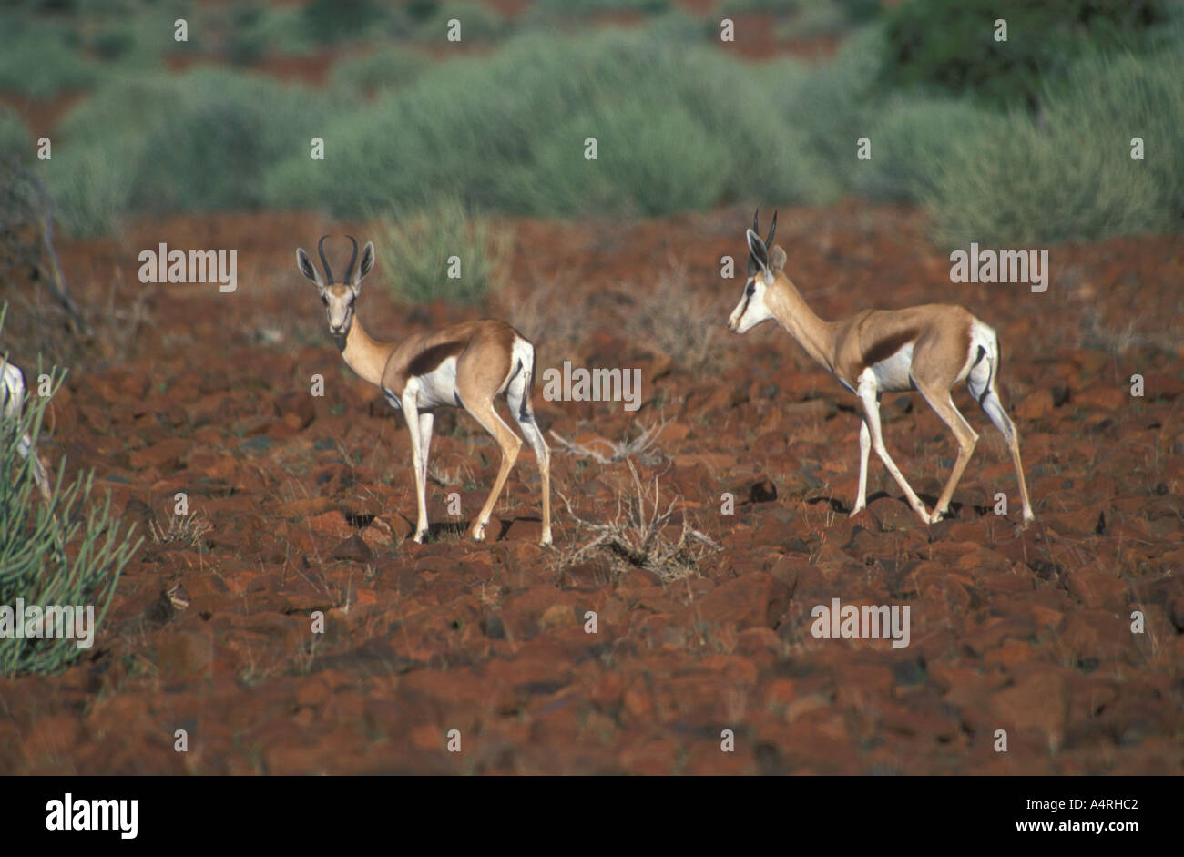 Springbok springing or jumping hi-res stock photography and images - Alamy