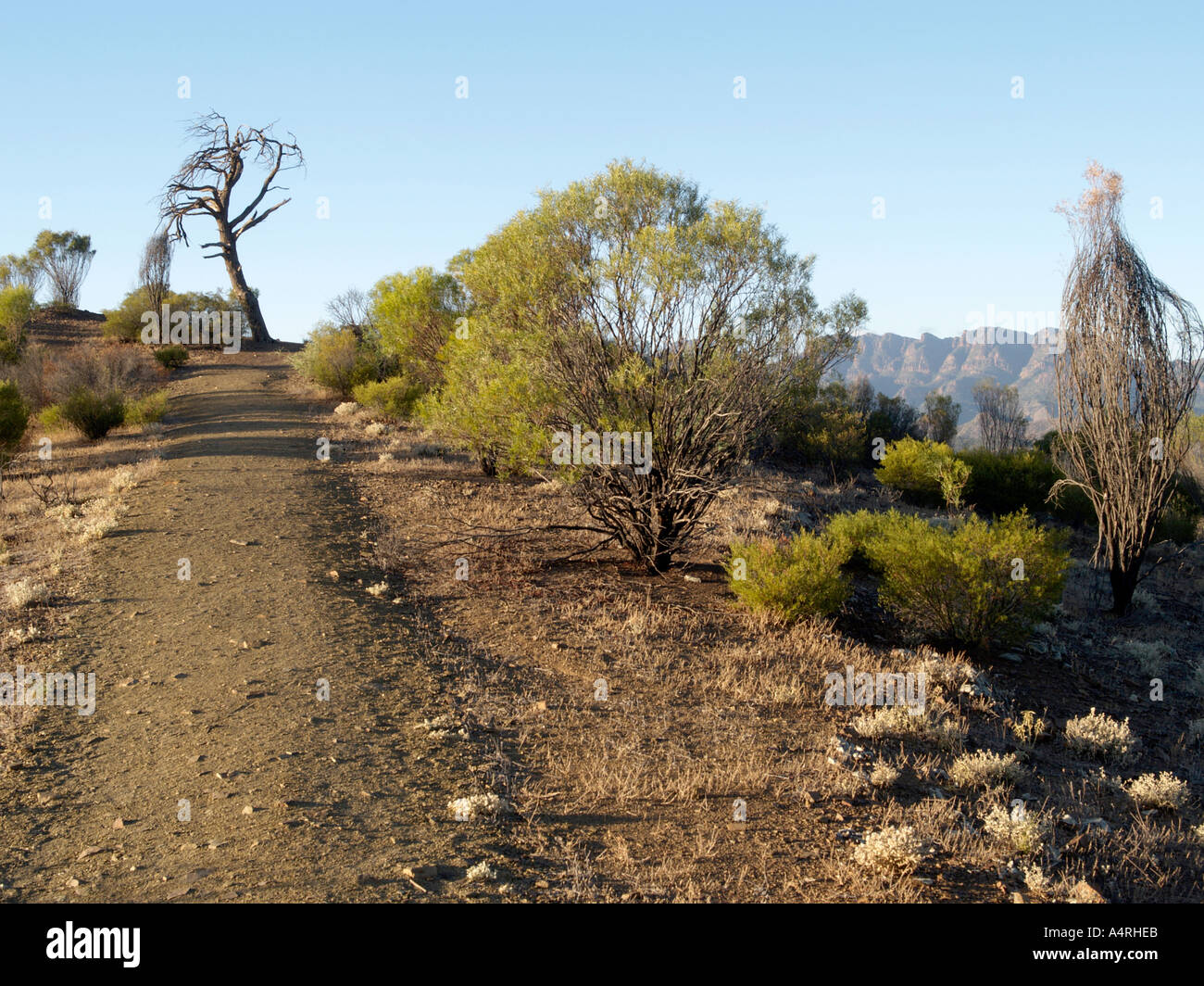 Flinders ranges national park south tree scrub bush landscape land hi ...