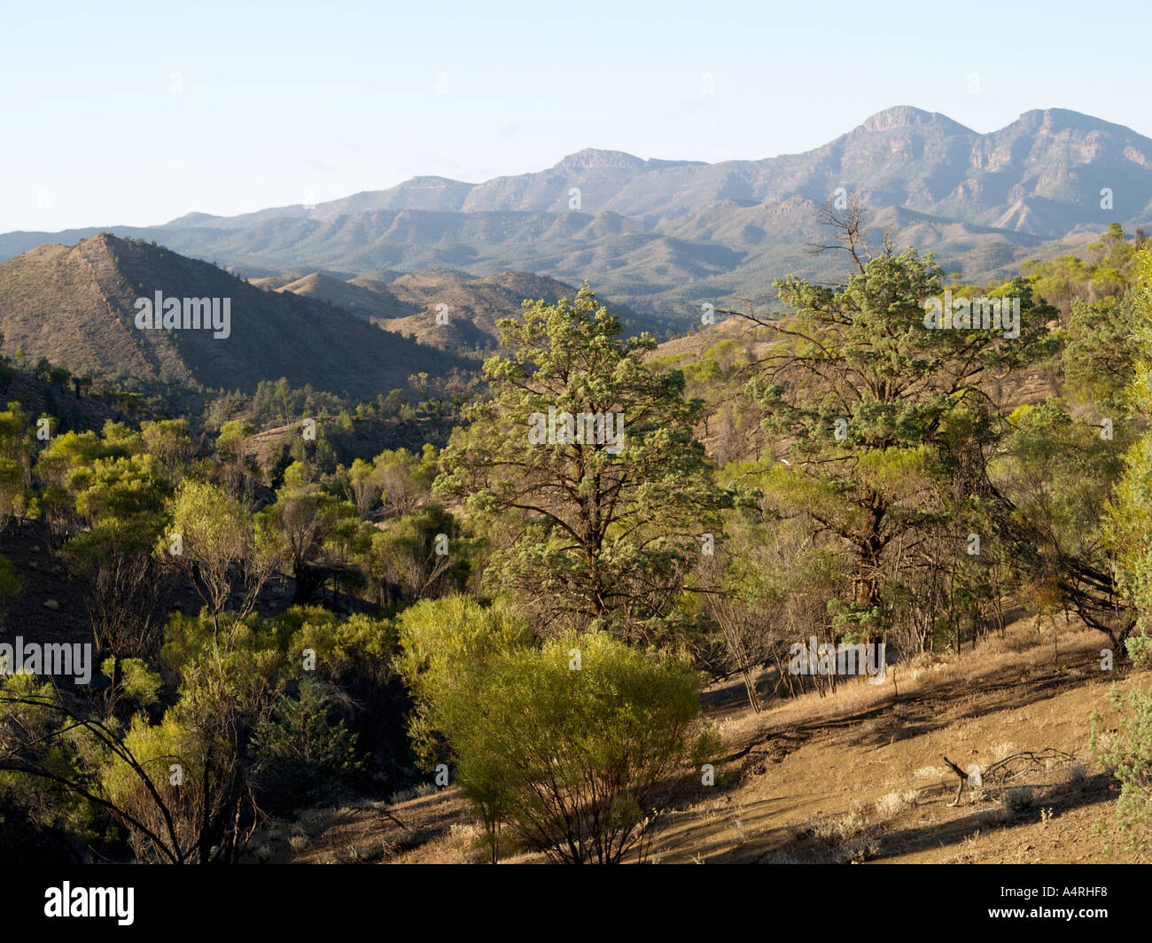 Flinders ranges national park south tree scrub bush landscape land hi ...