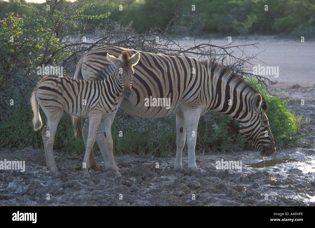 Burchell s Zebra mare Equus burchelli mare drinking water with pony on ...
