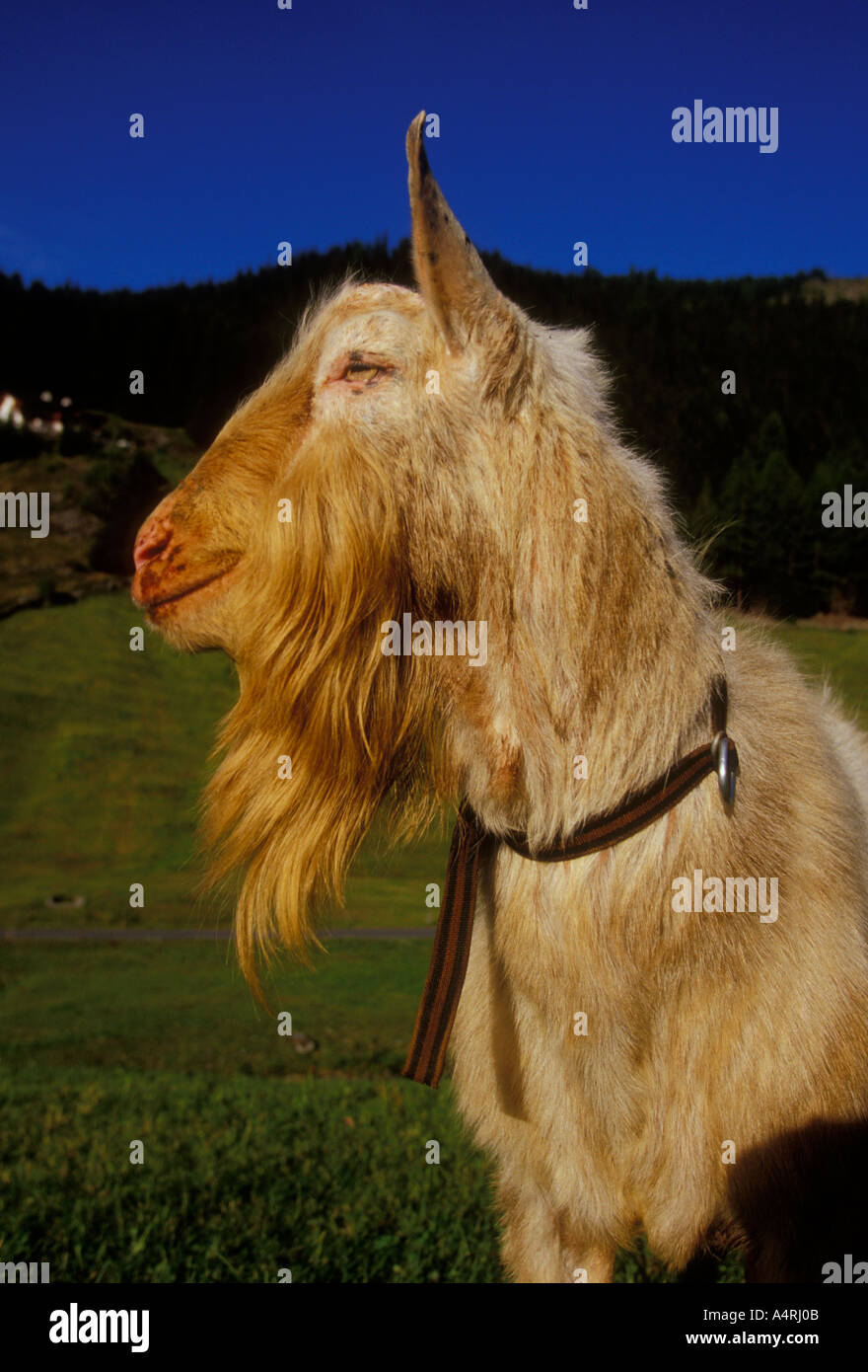 Goat breed switzerland hi-res stock photography and images - Alamy