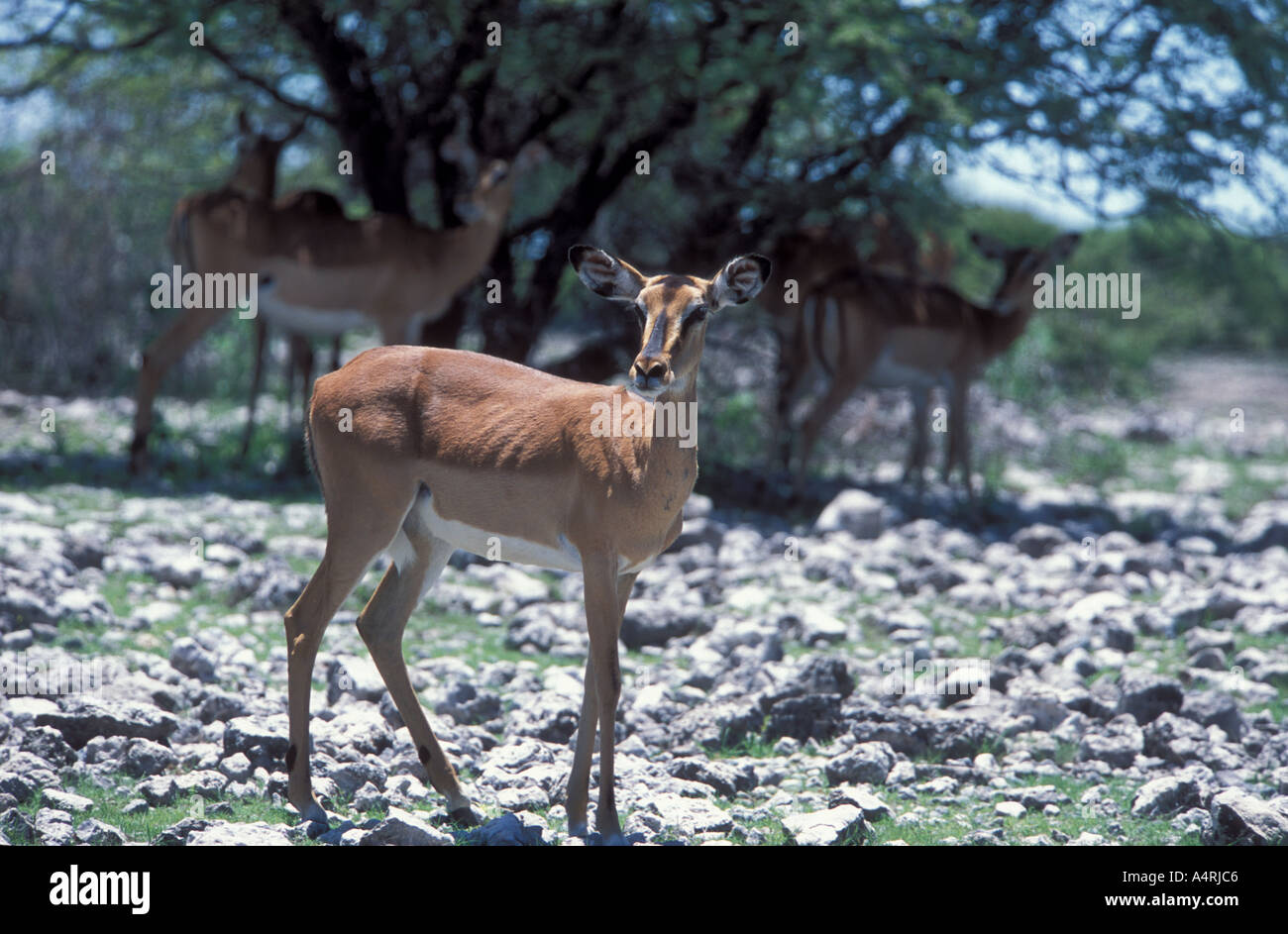 Female black faced impala hi-res stock photography and images - Alamy