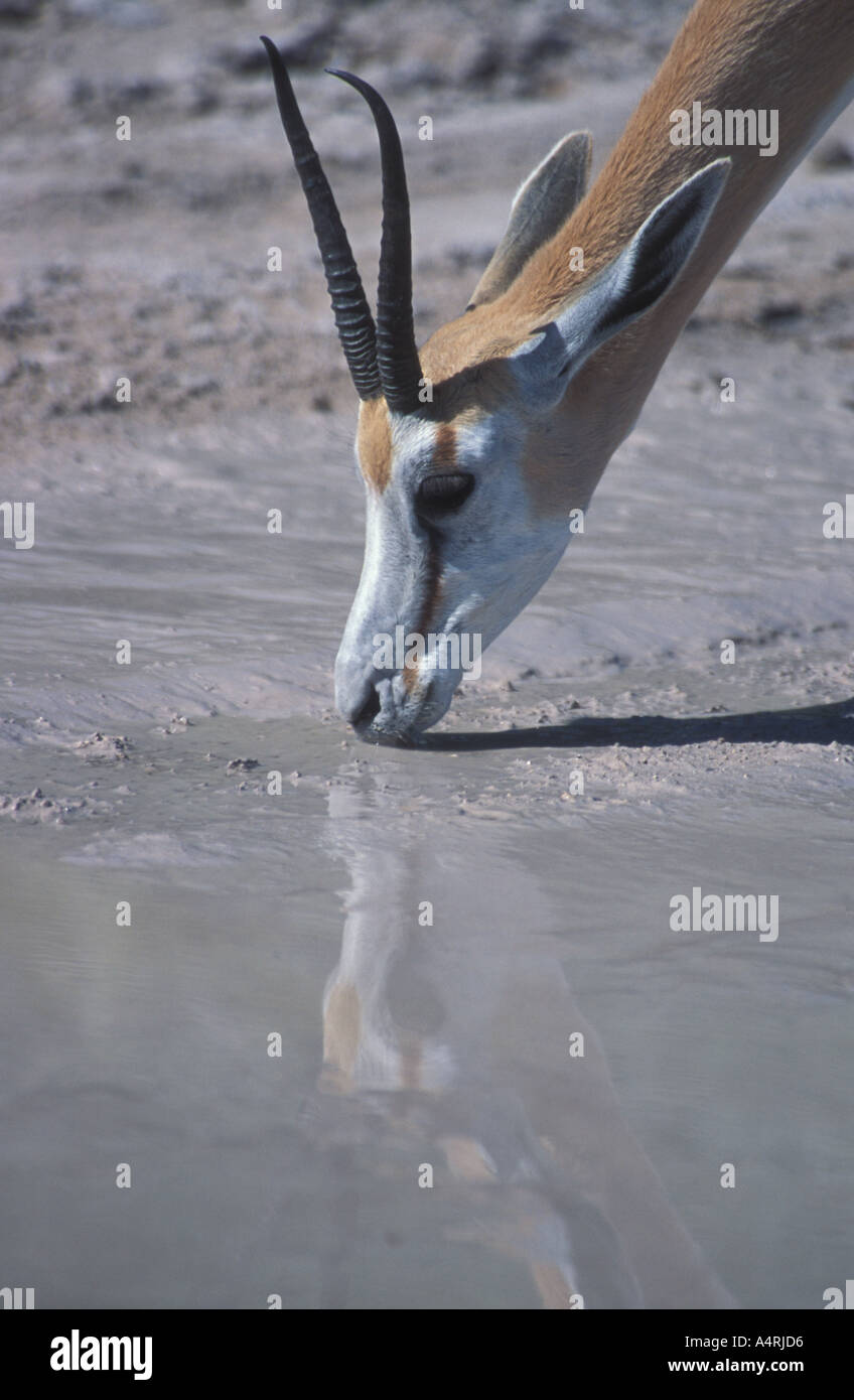 Sapringbok hi-res stock photography and images - Alamy