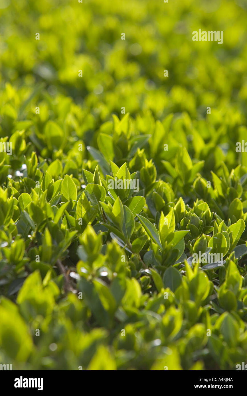 Close up of plants Stock Photo - Alamy