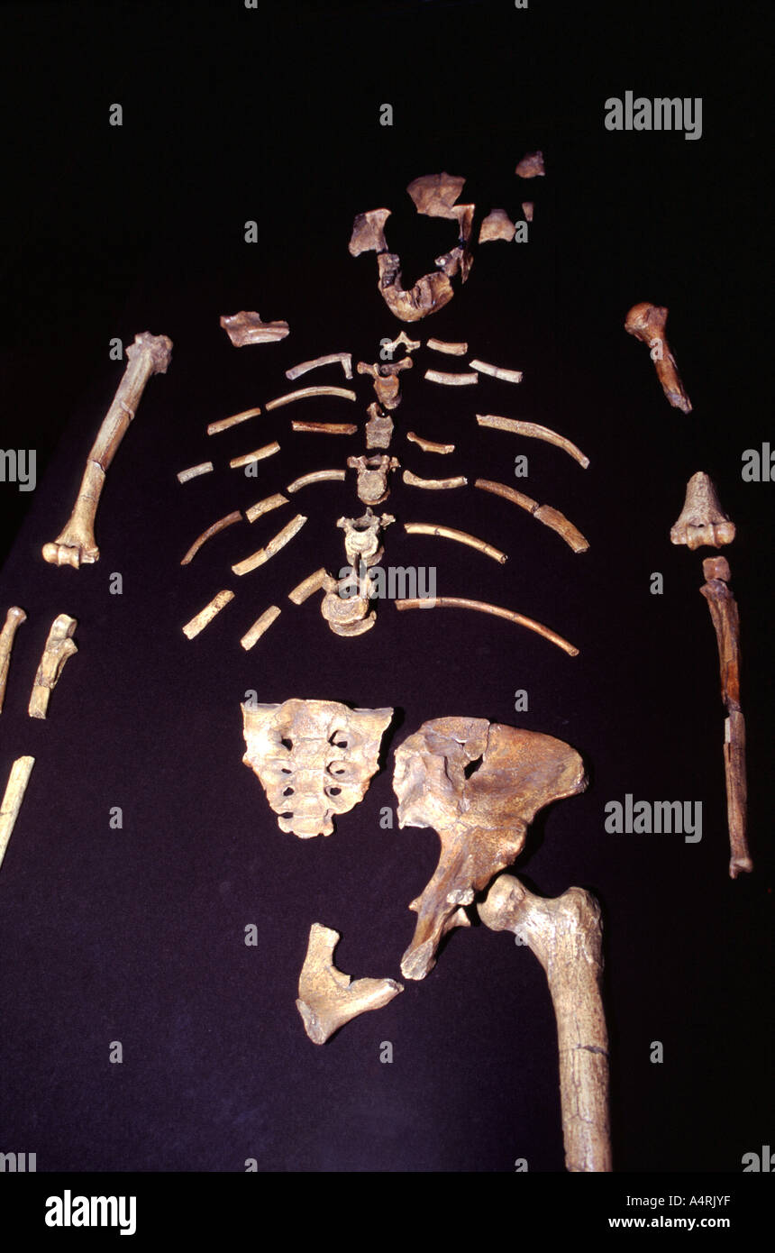 Donald Johanson Lucy Discovery