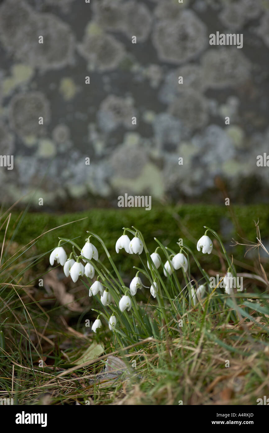 Snowdrop in cemetery hi-res stock photography and images - Alamy