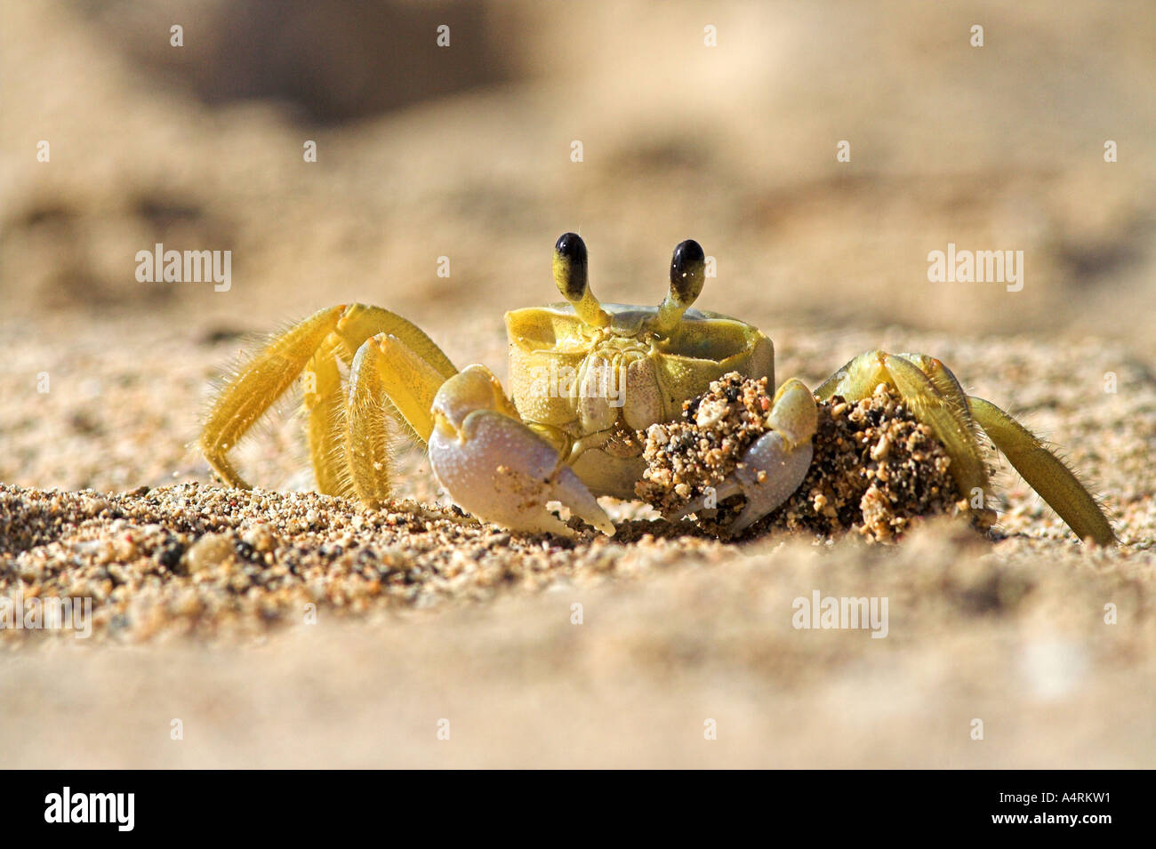 Sandcrab hi-res stock photography and images - Alamy