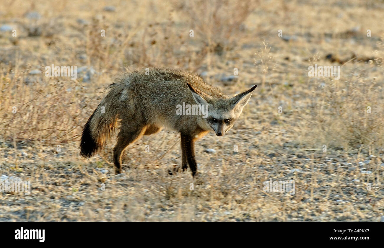 Bat Eared Fox Stock Photo - Alamy