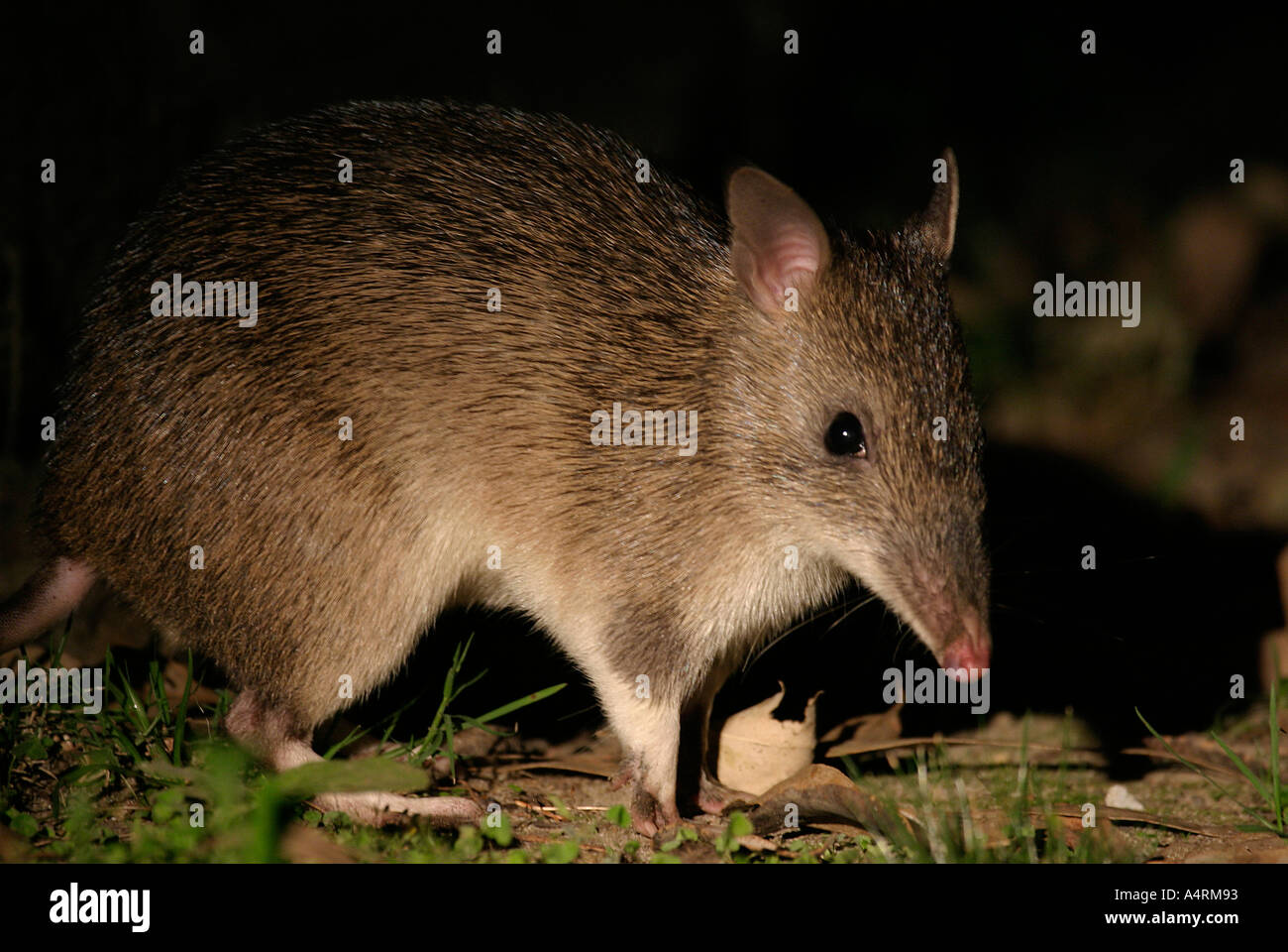 Bandicoot australian hi-res stock photography and images - Alamy