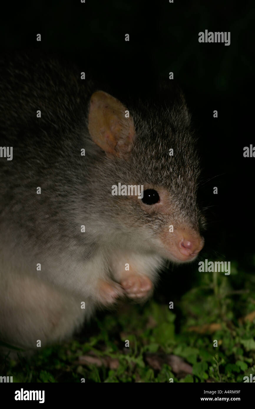 Bettong hi-res stock photography and images - Alamy