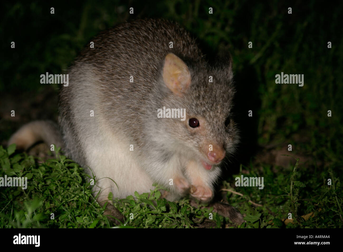 Aepyprymnus rufescens hi-res stock photography and images - Alamy