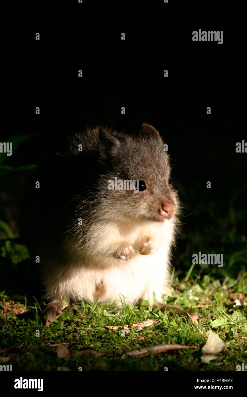 Aepyprymnus rufescens hi-res stock photography and images - Alamy