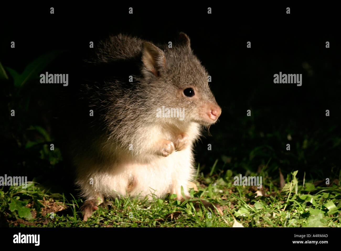 Aepyprymnus rufescens hi-res stock photography and images - Alamy