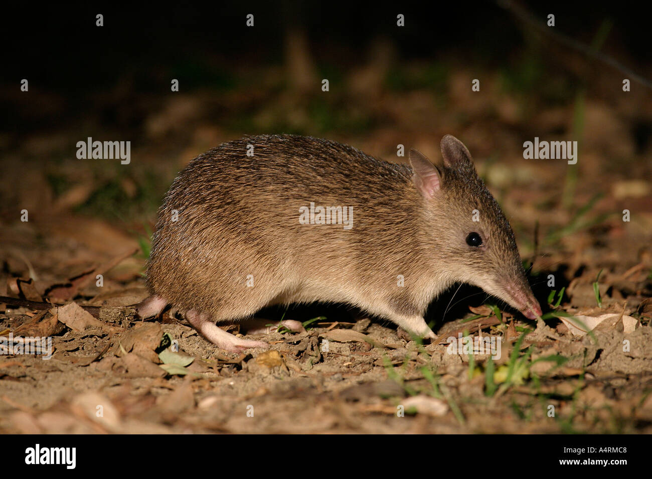 Bandicoot long nosed Stock Photo - Alamy