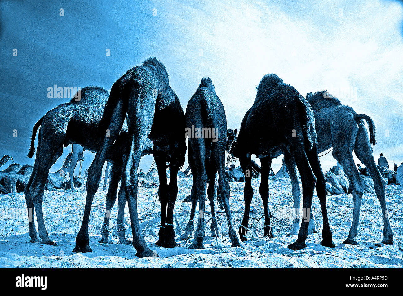 5 five Camels eating Pushkar Rajasthan India Stock Photo - Alamy