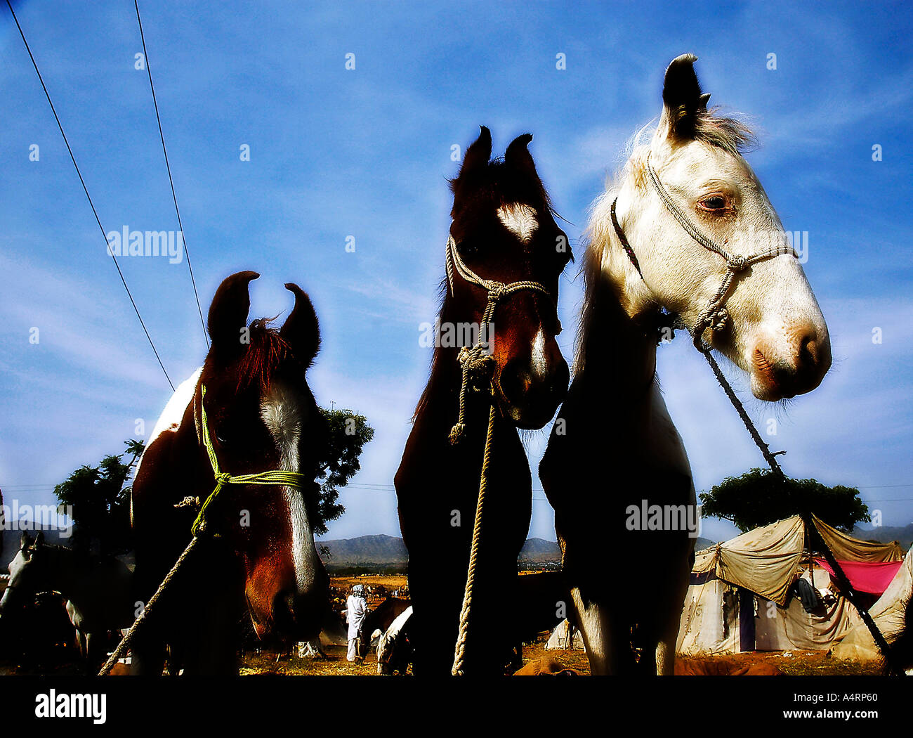 3 horses hi-res stock photography and images - Alamy