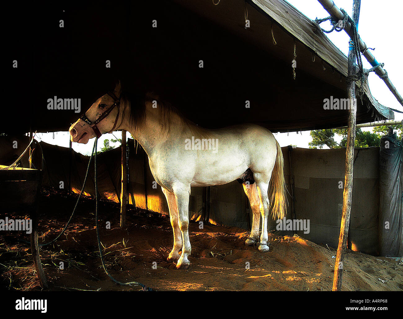 Horse stable india hi-res stock photography and images - Alamy