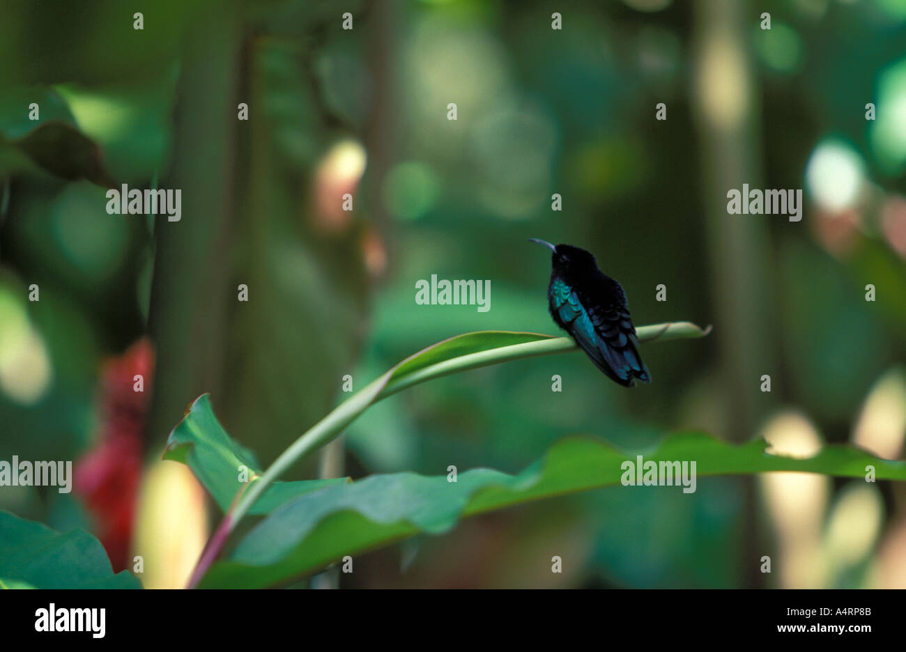 Colibri Hummingbird Martinique Stock Photo - Alamy