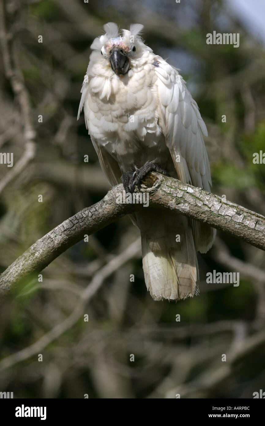 Cockatoo sulphur crested cacatus showing beak and feather disease ...