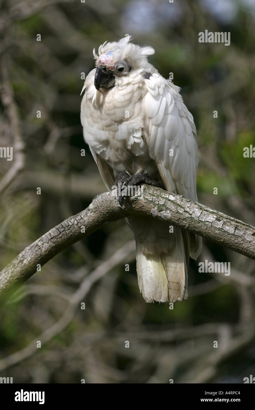 Cockatoo sulphur crested cacatus showing beak and feather disease ...