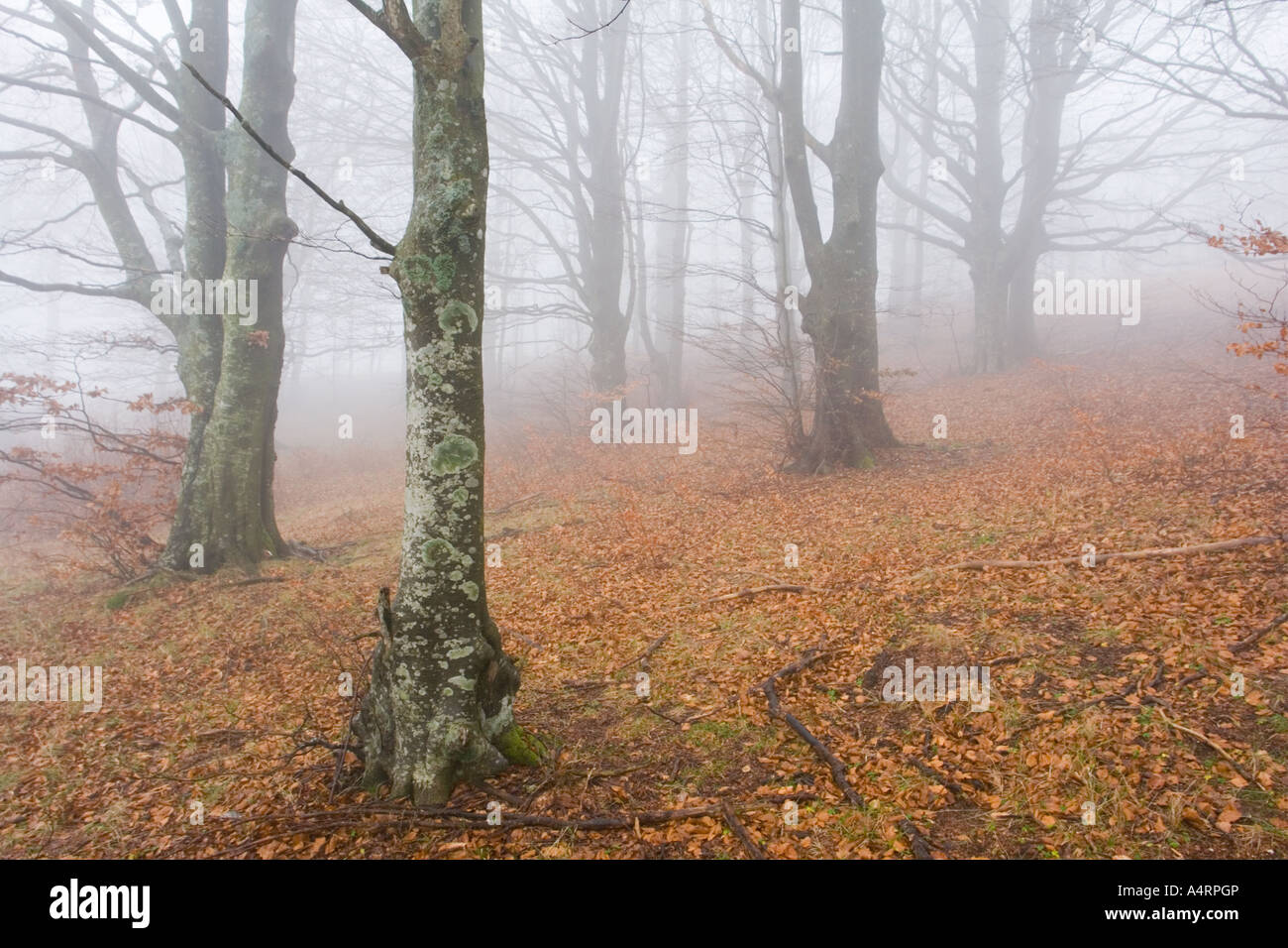 Mist in woods Stock Photo - Alamy