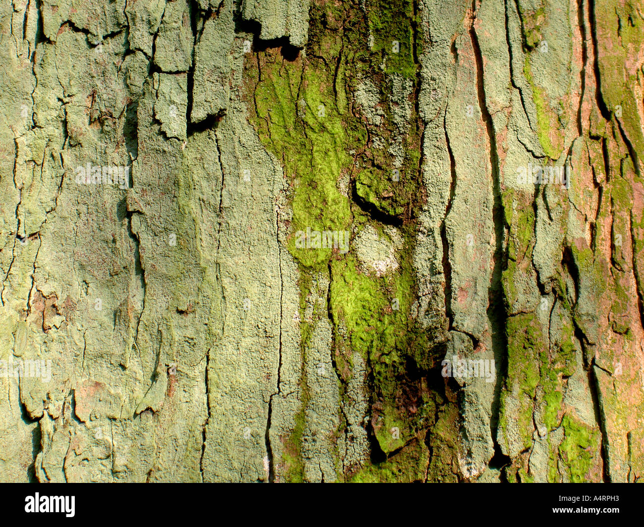 Treetrunk texture hi-res stock photography and images - Alamy